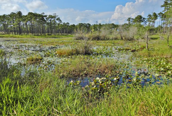 Where The Crawdads Sing Evokes Renewed Awe and Wonder for Wildlife ...